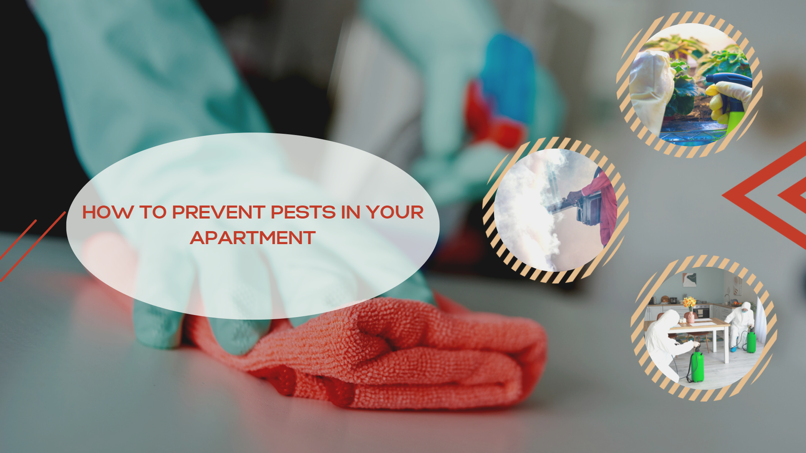 How to Prevent Pests in Your Apartment - Dynamic Pest Control